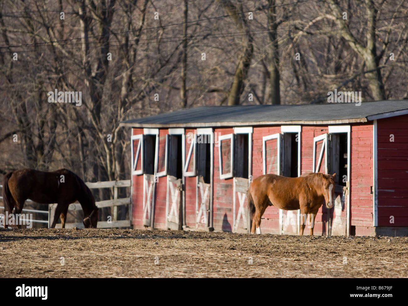 Stable with two horses Stock Photo - Alamy