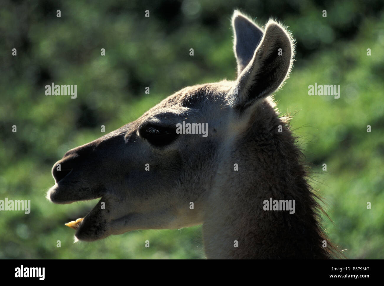 Portrait of Guanaco Lama guanicoe with mouth open Torres del Paine ...