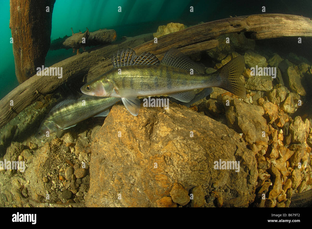 Pikeperch Sander Lucioperca Lake Bled Slovenia Stock Photo - Alamy