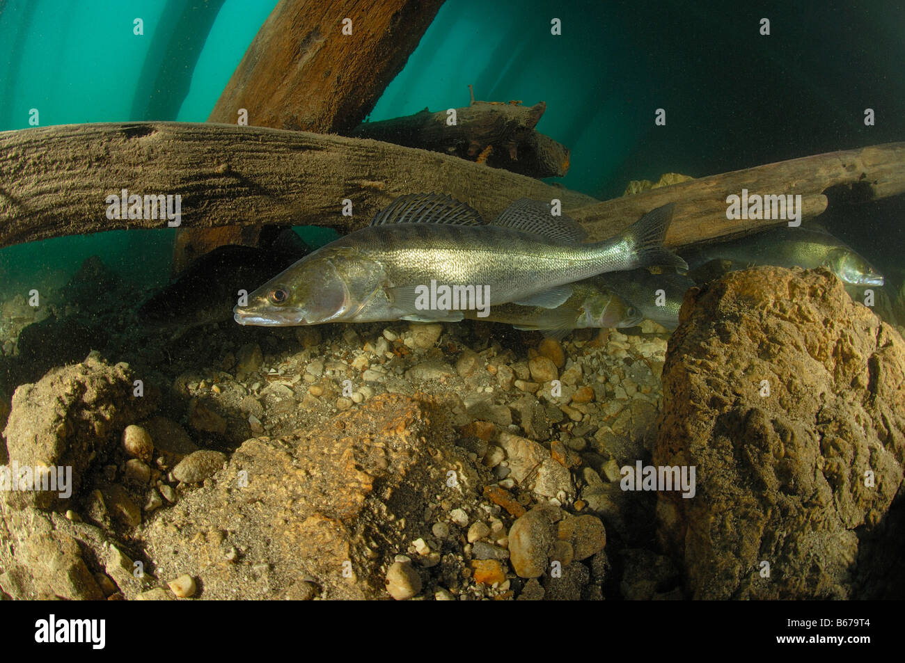 Pikeperch Sander Lucioperca Lake Bled Slovenia Stock Photo - Alamy