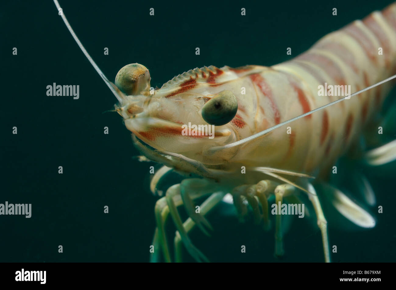 Kuruma Prawn Marsupenaeus japonicus Piran Adriatic Sea Slovenia Stock ...