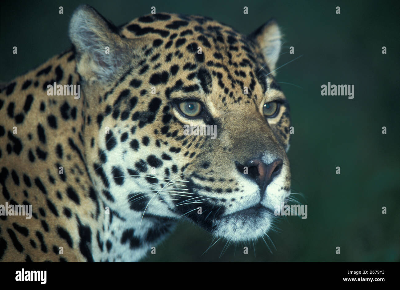 panthere Leopard Panthera pardus Close up Alertness Animal Ears Animal ...