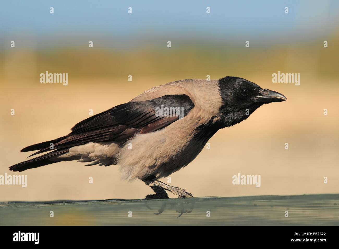 Israel Coastal Plains Hooded Crow Corvus cornix March 2008 Stock Photo ...