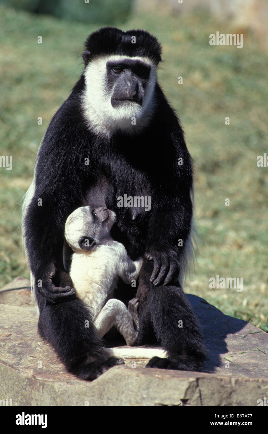 colobe Mantelaffe Black and White Colobus Mantled Guereza Abyssinian ...