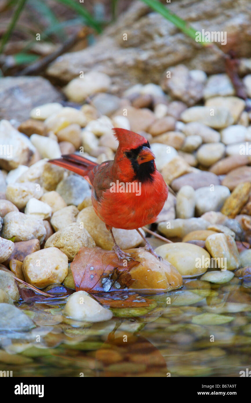 A male cardinal at a backyard pond Stock Photo - Alamy