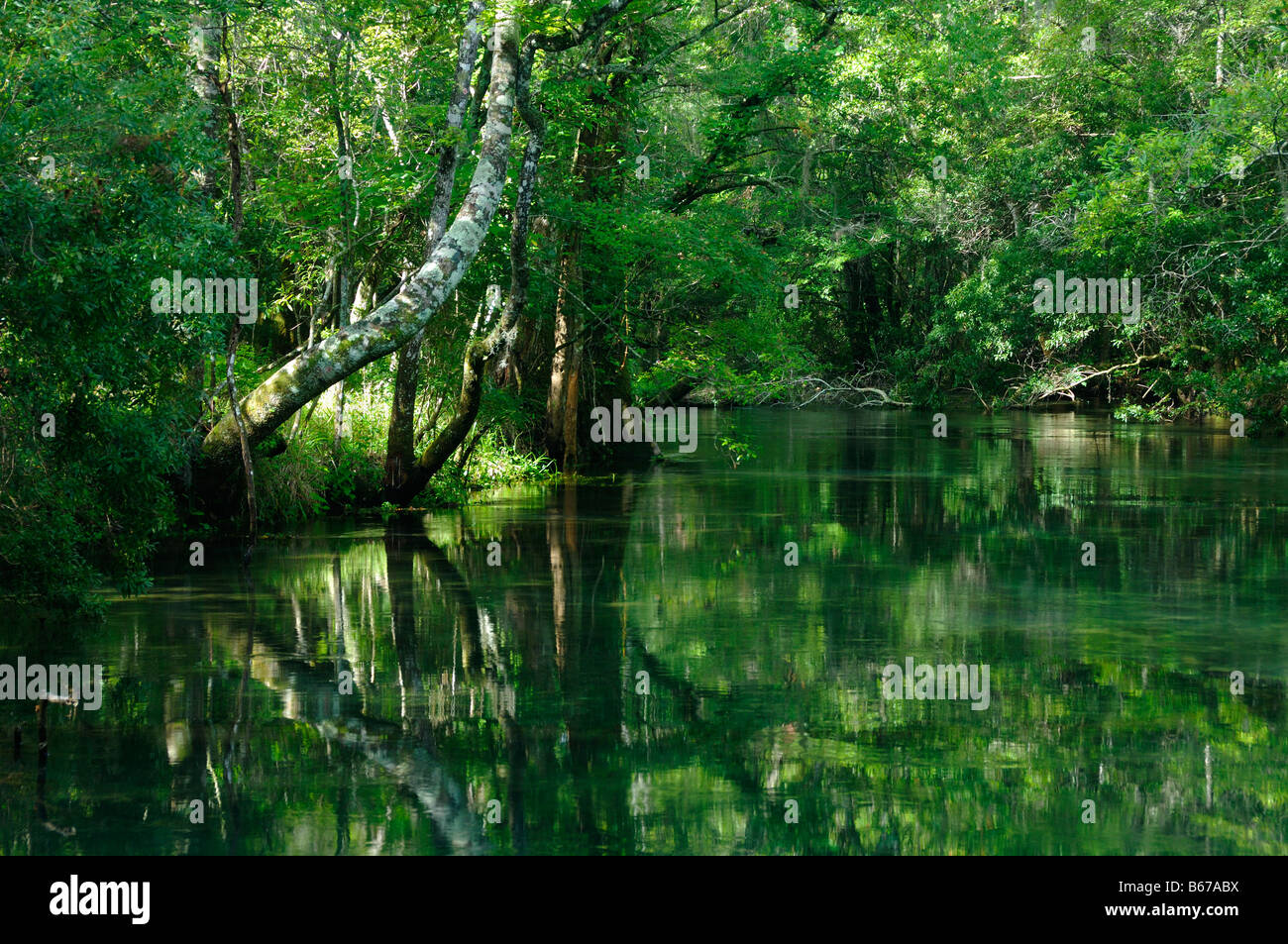 St Mark s river Florida Stock Photo - Alamy