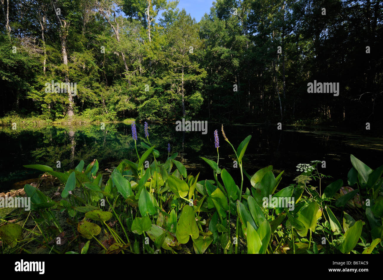 Horn spring North Florida Stock Photo - Alamy