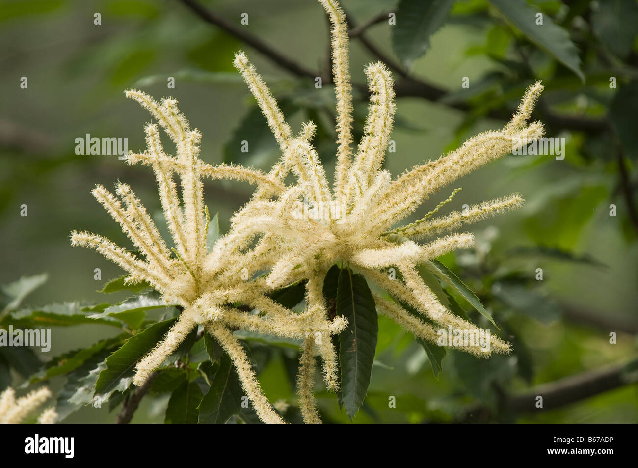 Castanea sativa fagaceae hi-res stock photography and images - Alamy