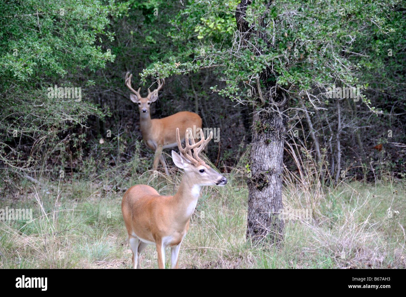 8 point buck hi-res stock photography and images - Alamy