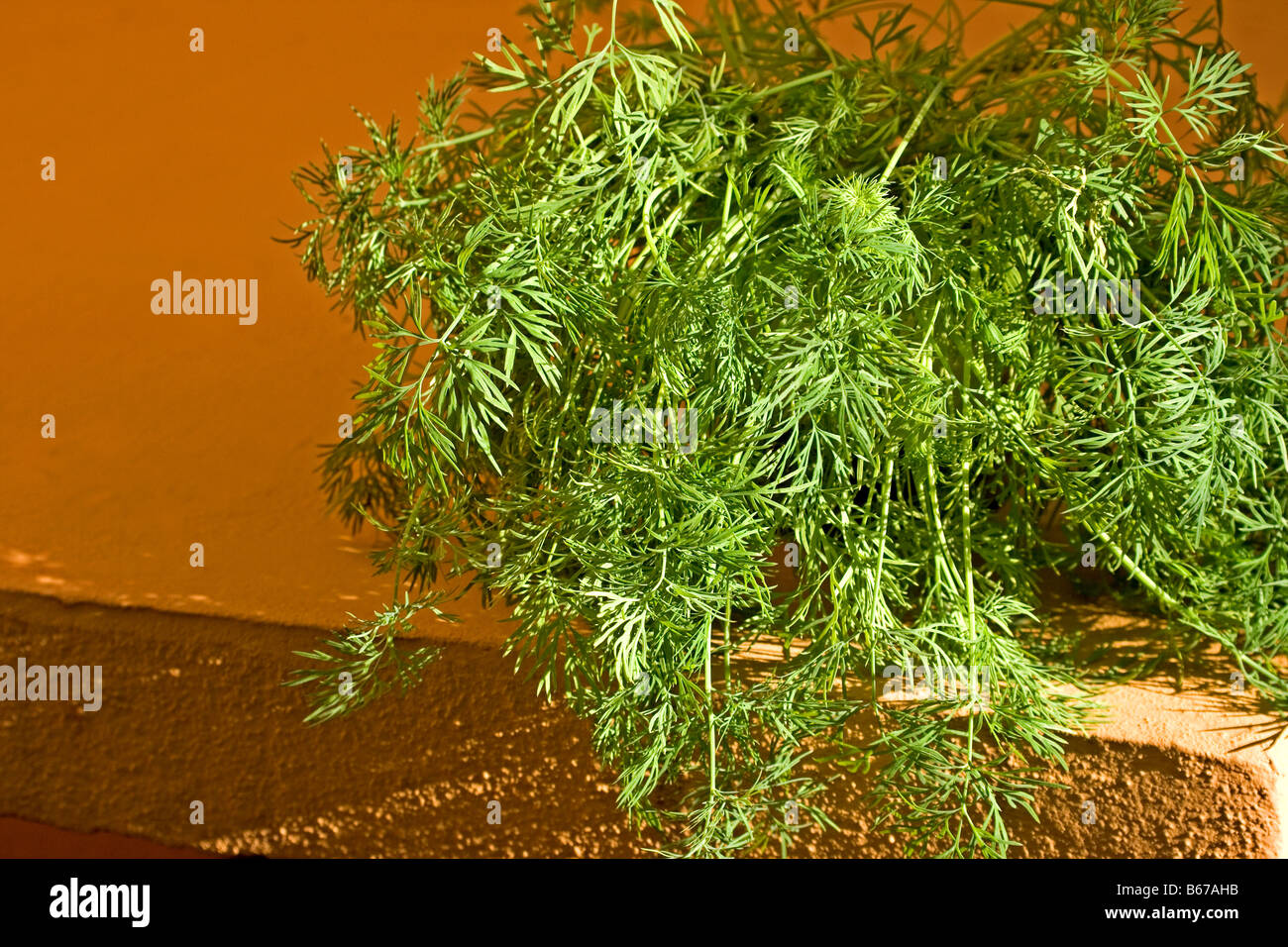 Dill herb plant leaves hi-res stock photography and images - Alamy