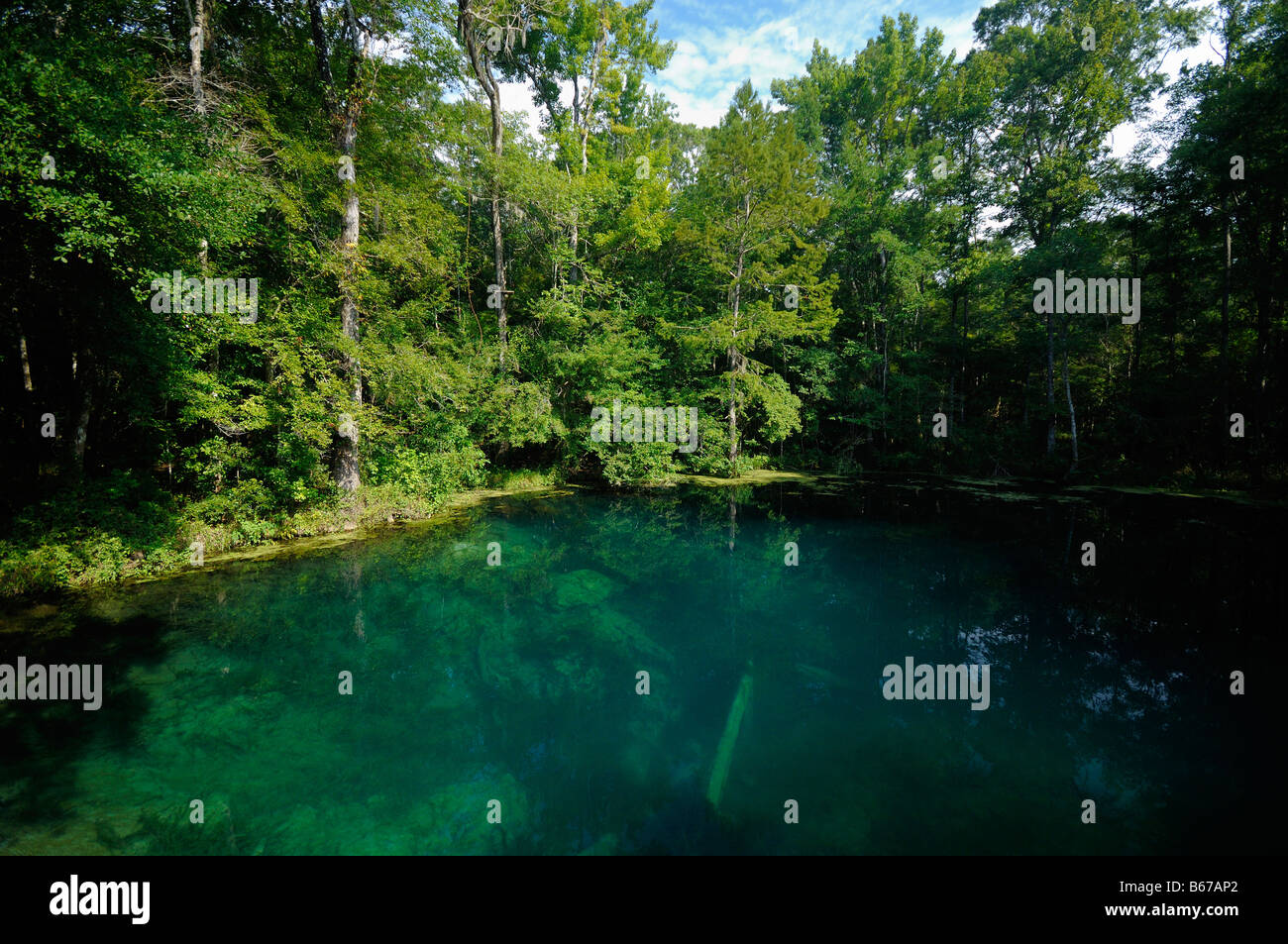 Florida natural springs hi-res stock photography and images - Alamy