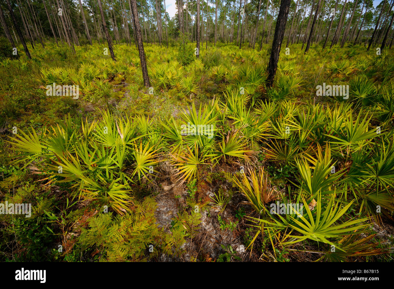 Florida pine hi-res stock photography and images - Alamy