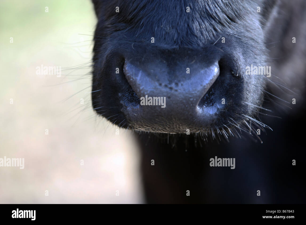 Cow nose hi-res stock photography and images - Alamy