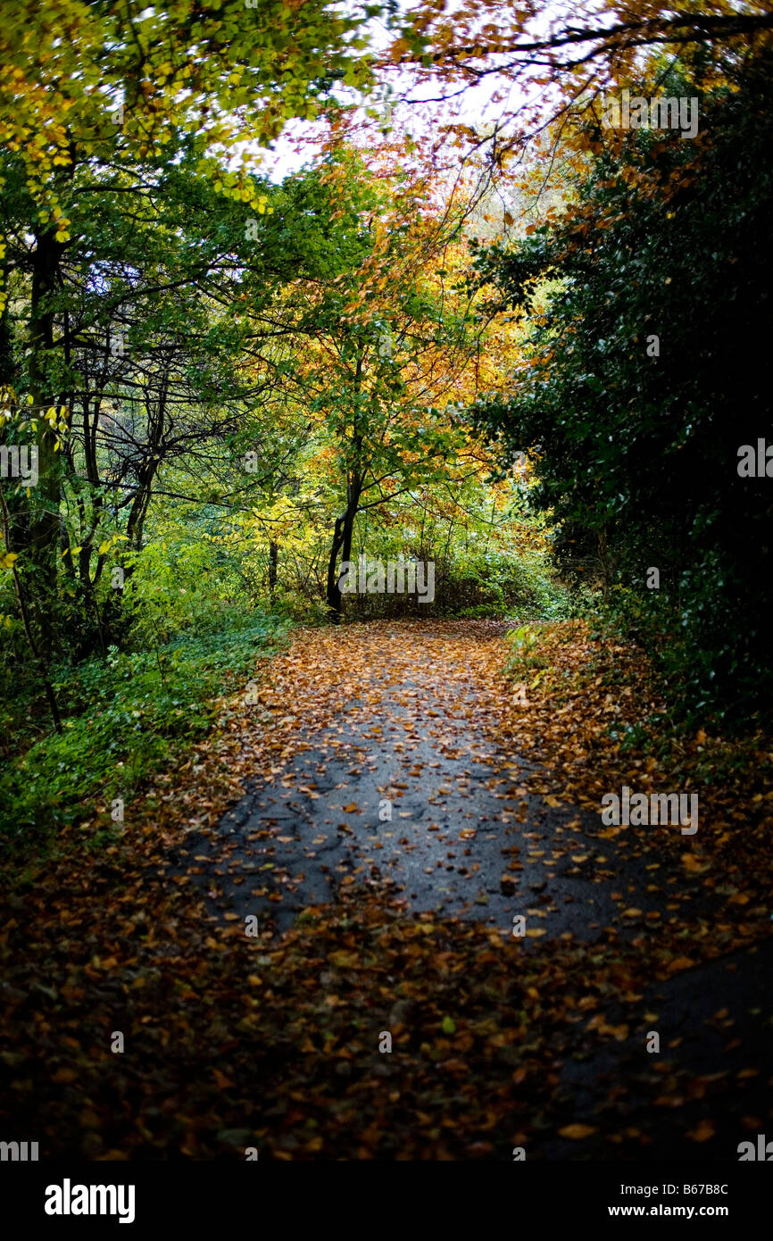 Autumn Leaves falling onto a path Stock Photo - Alamy