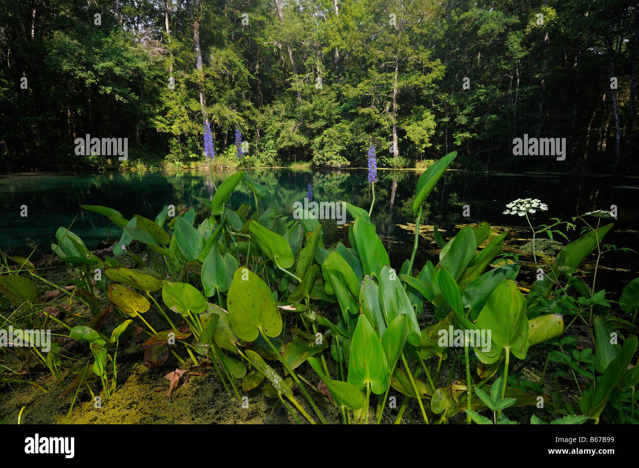 Horn spring North Florida Stock Photo - Alamy