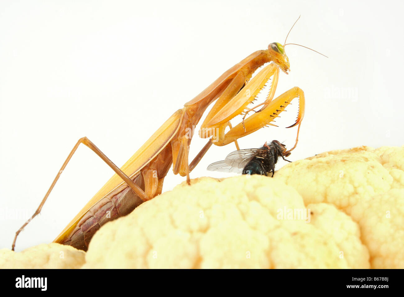 a mantes is a very sly predator Stock Photo - Alamy