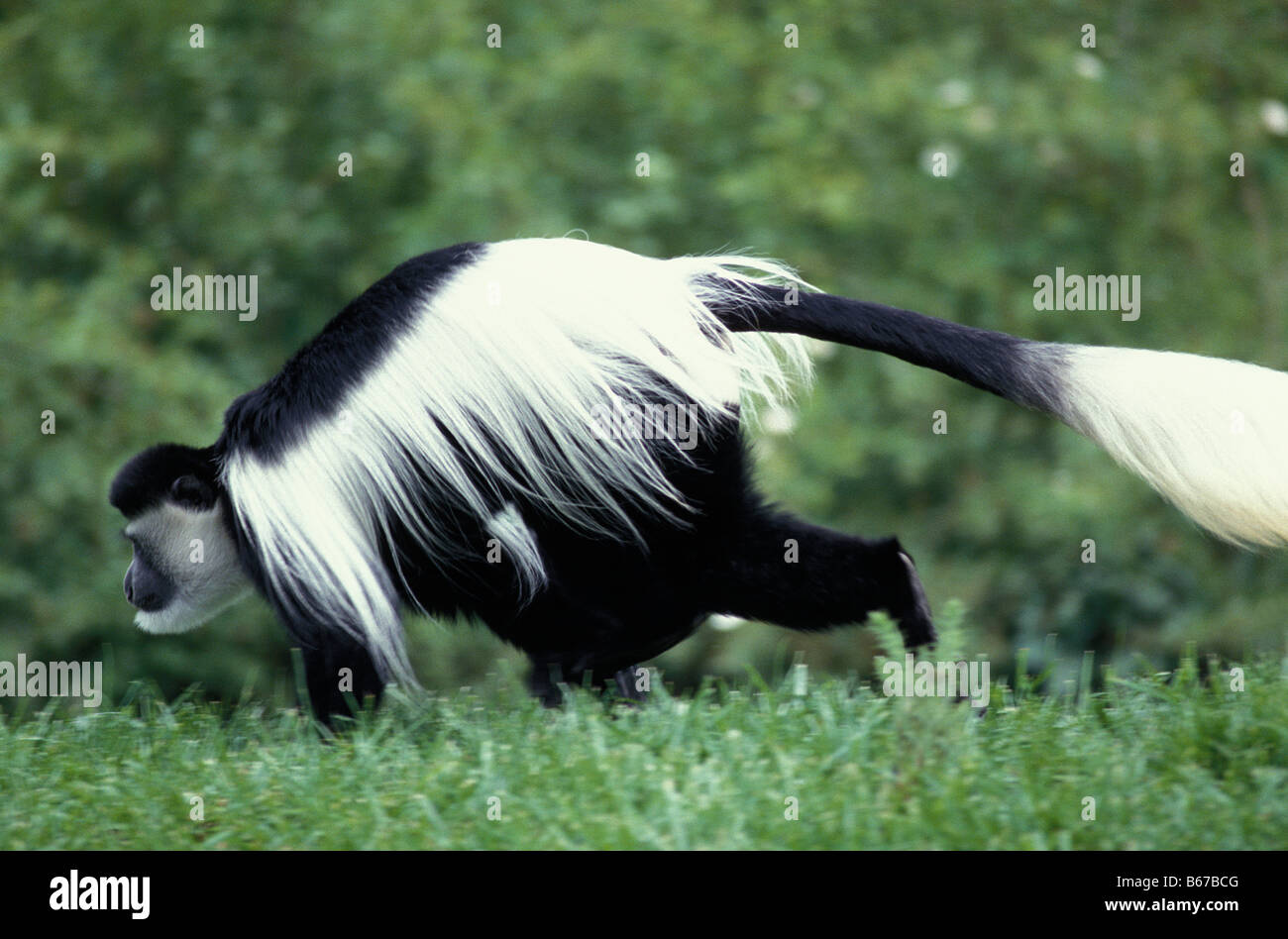 Colobe Colobus Monkey Colobus guereza adult Africa animal animal ...