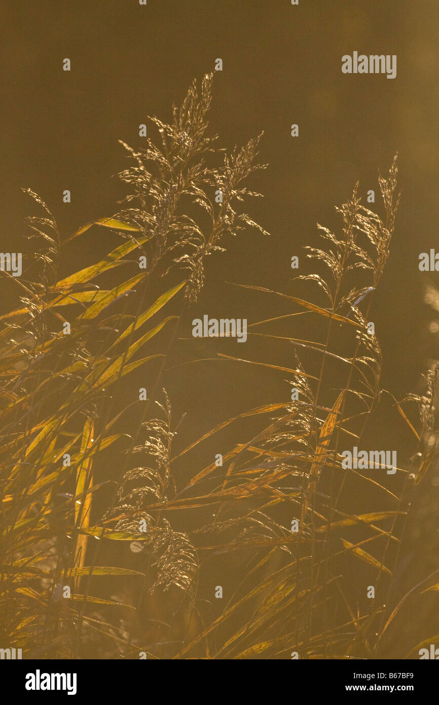 Marsh reeds hi-res stock photography and images - Alamy