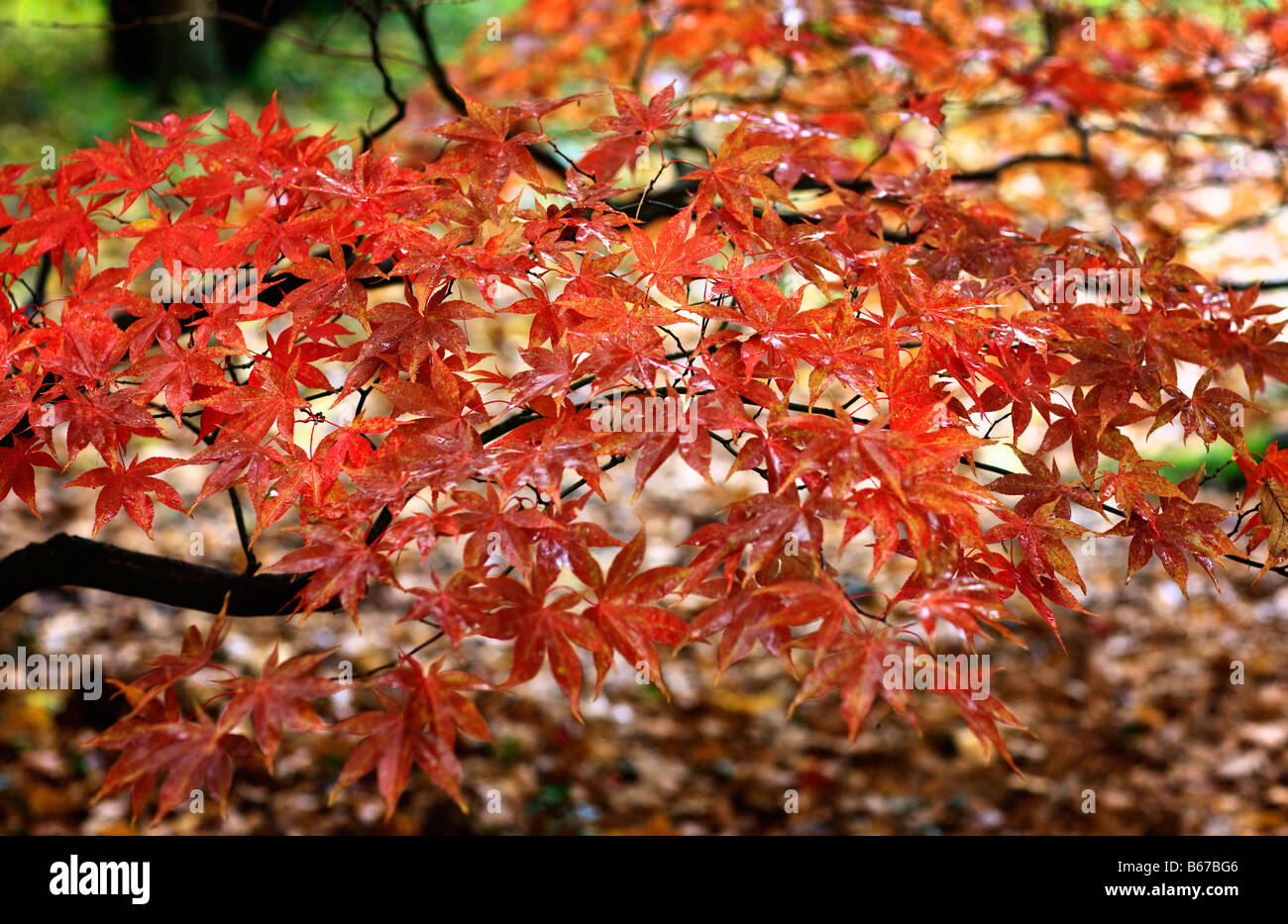 Acer palmatum, 'Osakazuki' Stock Photo - Alamy