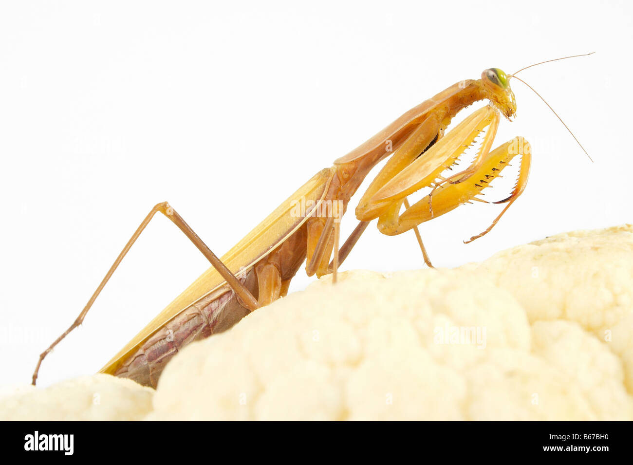 a mantes is a very sly predator Stock Photo - Alamy