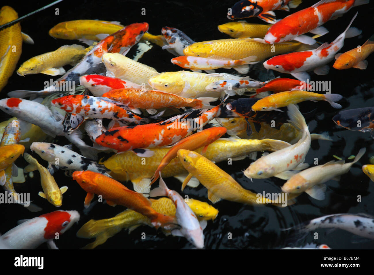 China Shanghai Jade Buddha Temple fish pond koi carp Stock Photo - Alamy