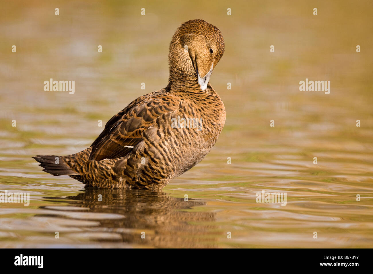 Female preening hi-res stock photography and images - Alamy