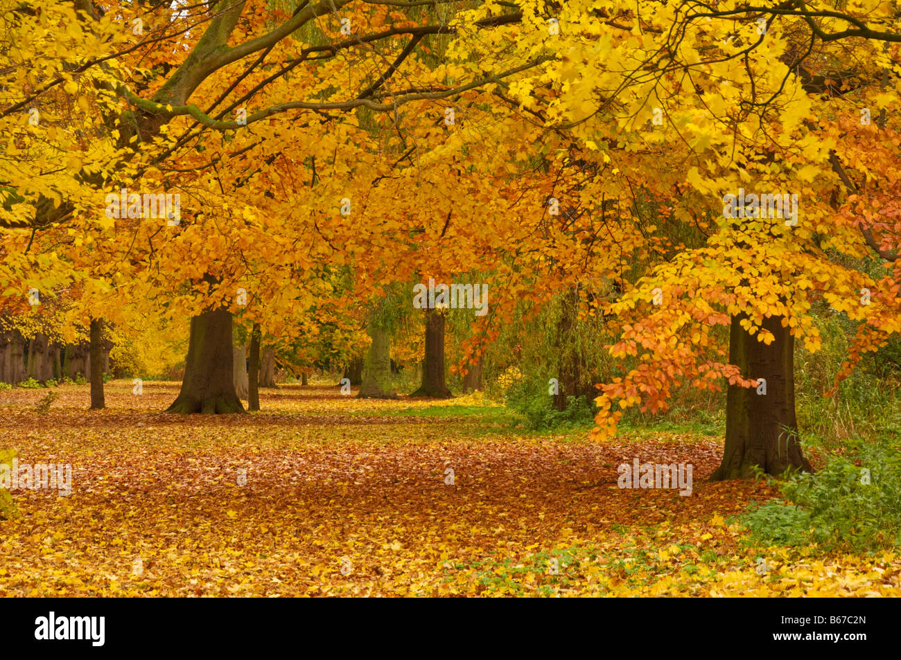 Autumn colours Nottingham University Nottinghamshire England UK GB EU ...