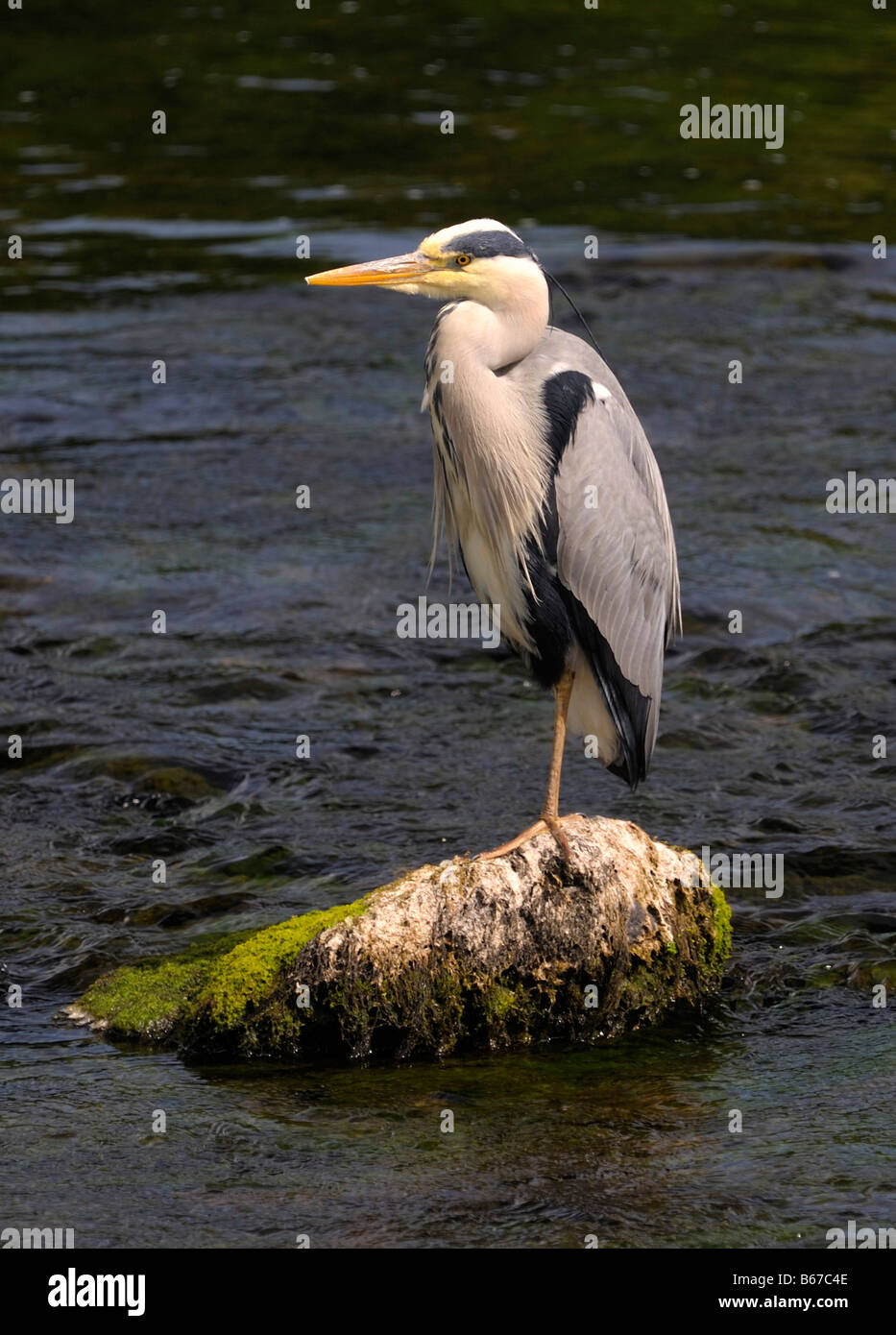Heron with one leg hi-res stock photography and images - Alamy