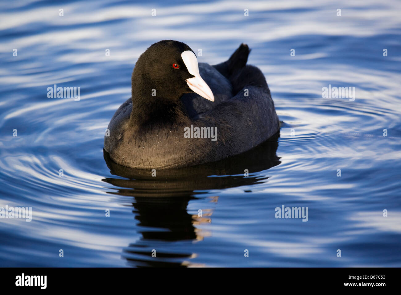 Eurasian coot hi-res stock photography and images - Alamy