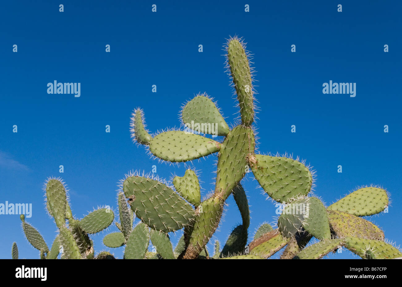 Cactus and blue sky hi-res stock photography and images - Alamy