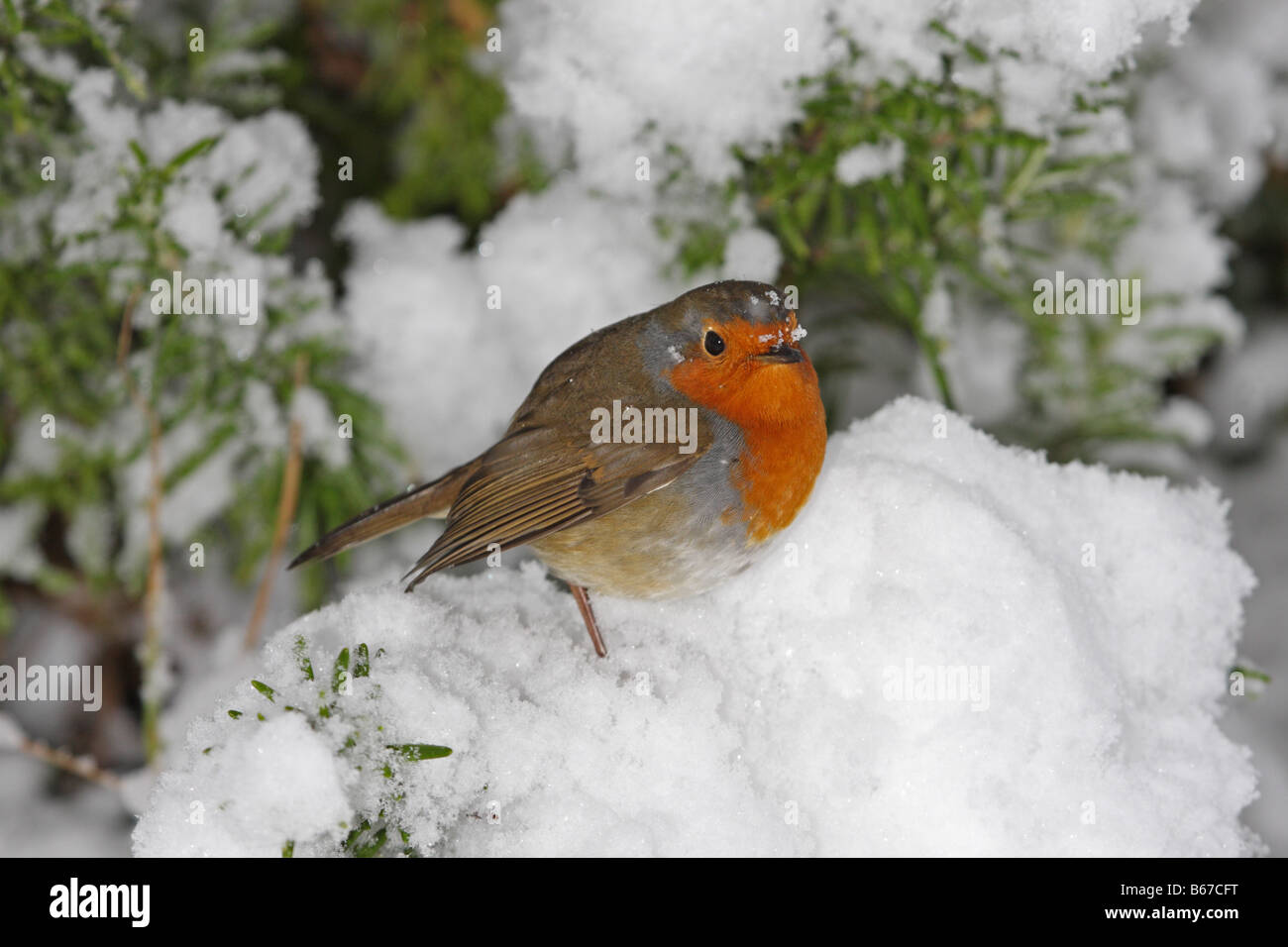 Falling snow bird hi-res stock photography and images - Alamy