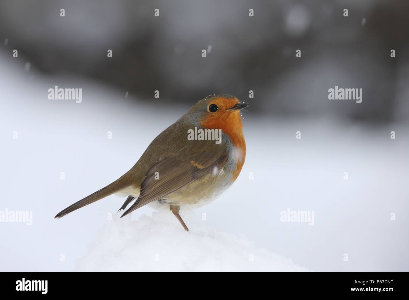 Falling birds hi-res stock photography and images - Alamy