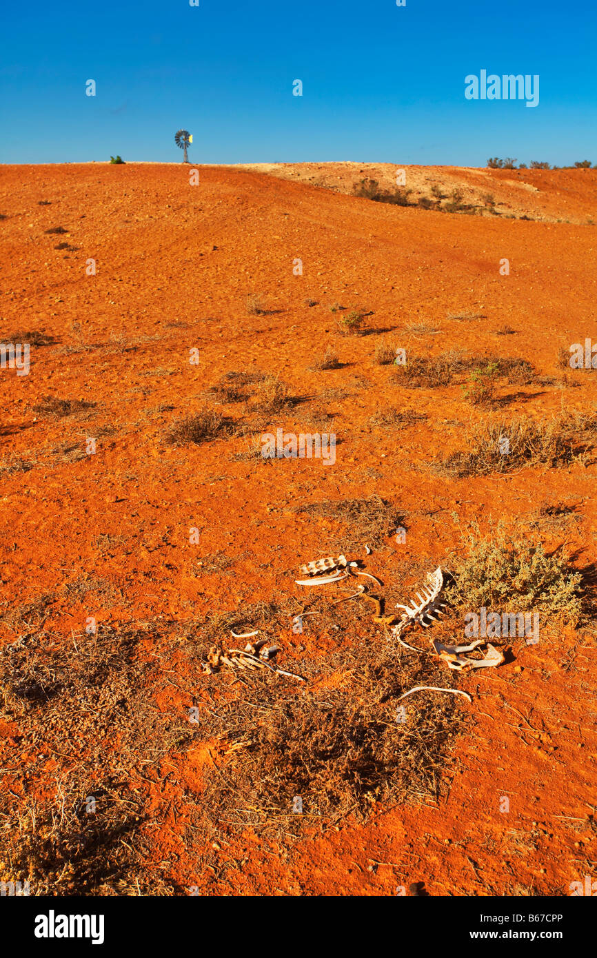 Gawler ranges kangaroo hi-res stock photography and images - Alamy
