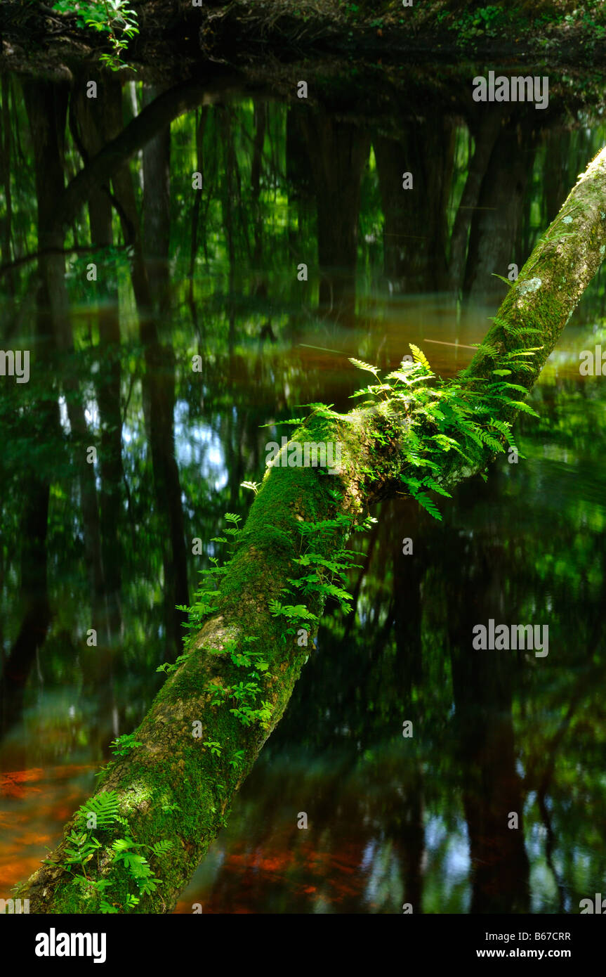 St mark river hi-res stock photography and images - Alamy