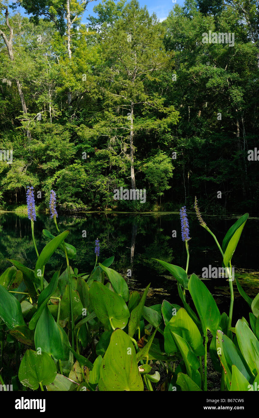 Florida natural springs hi-res stock photography and images - Alamy