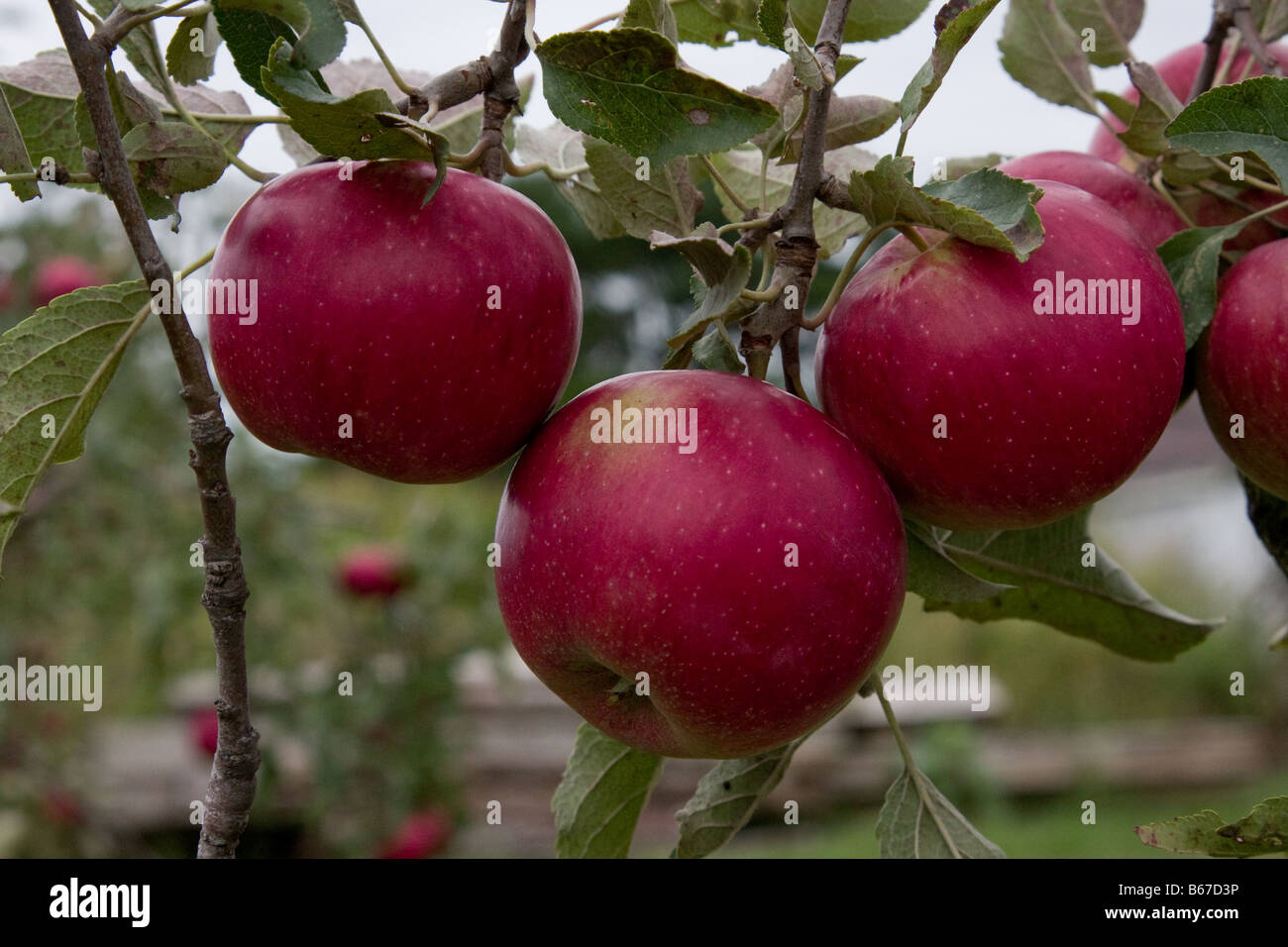 Cider tree tree of cider hi-res stock photography and images - Alamy