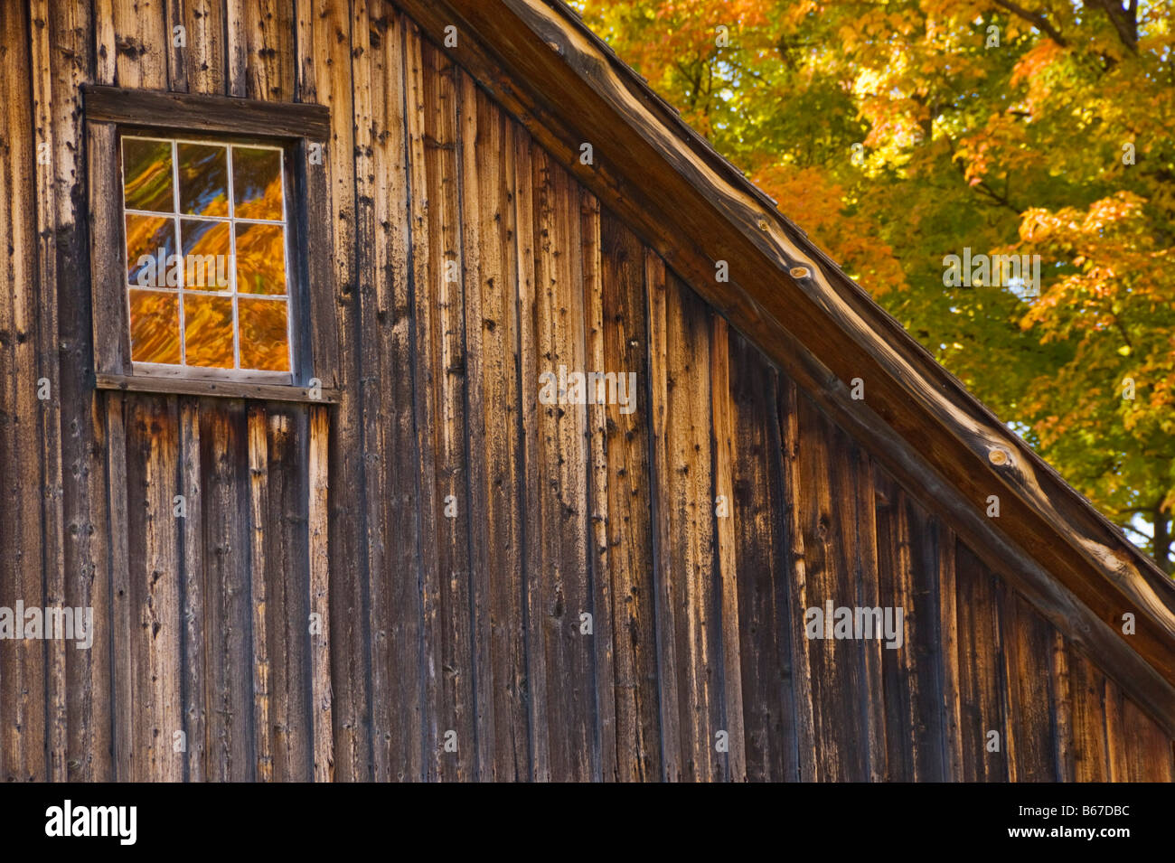 Wooden traditional barn surrounded by sugar maples in fall colours Peru ...