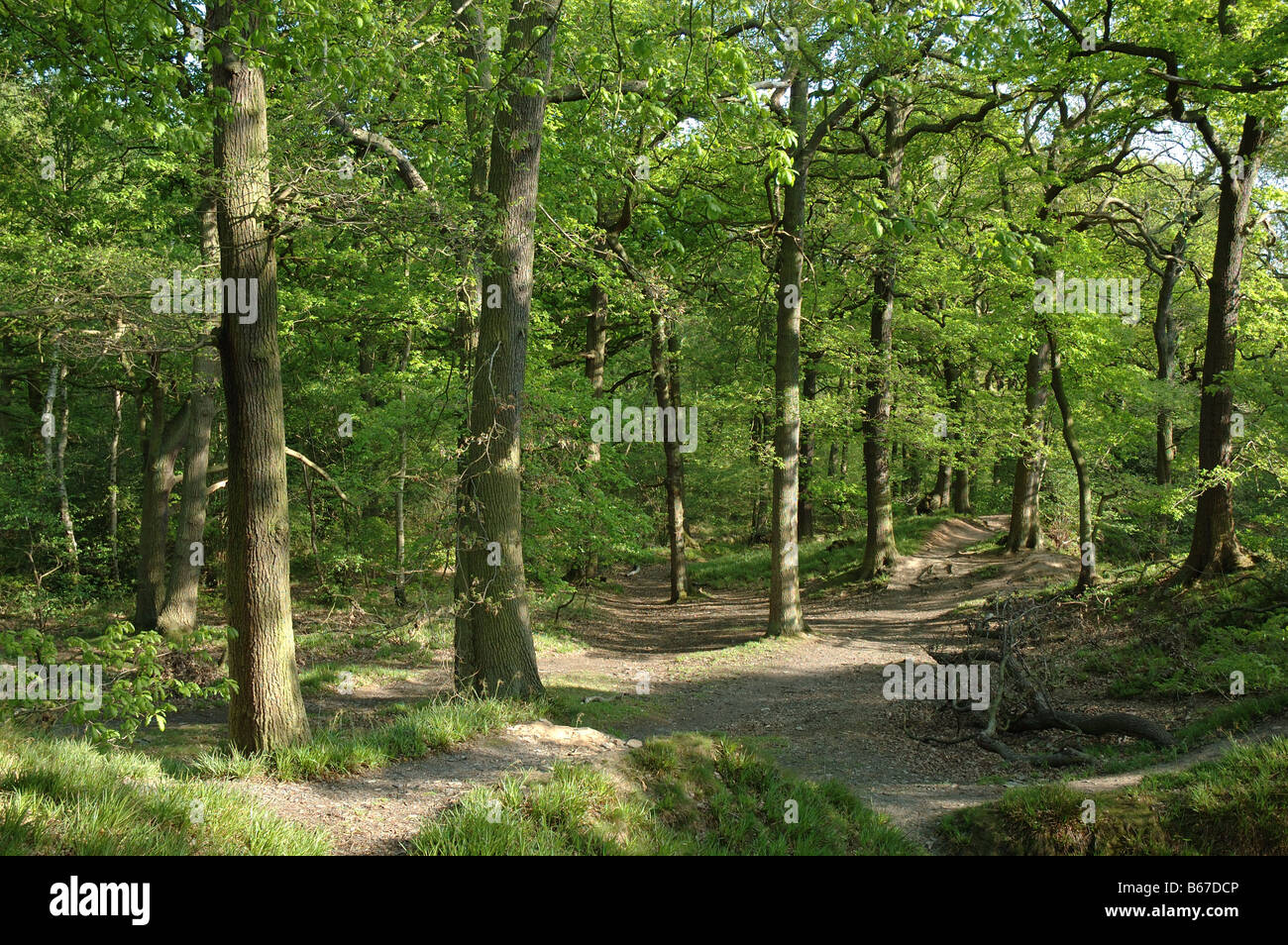Swithland Woods, Leicestershire, England, UK Stock Photo - Alamy