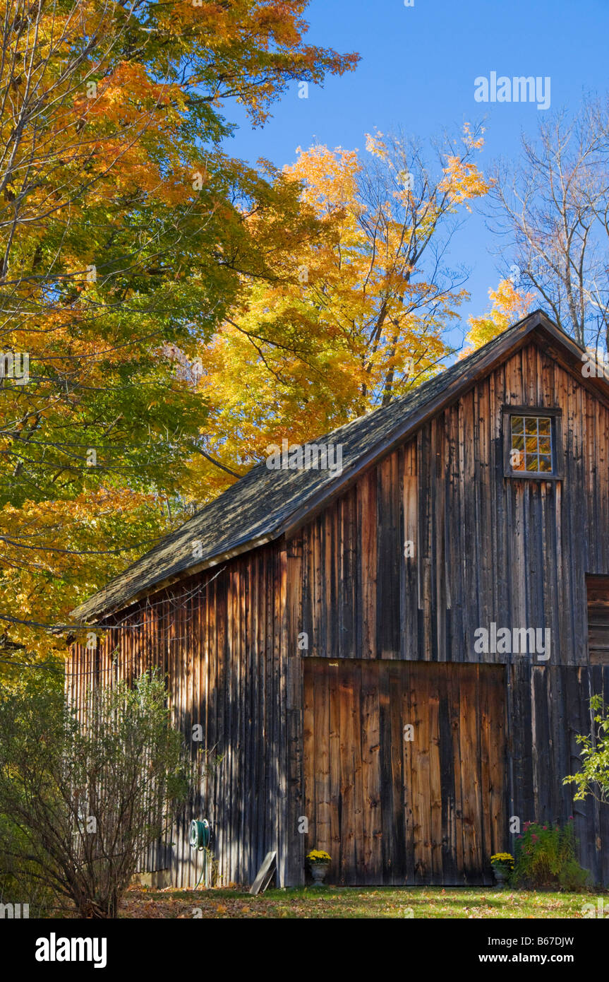 Wooden traditional barn surrounded by sugar maples in fall colours Peru ...