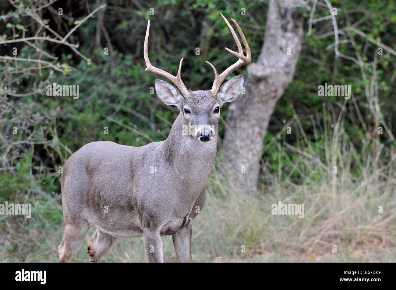Old Buck Deer