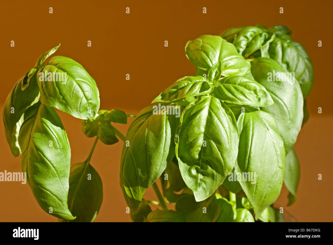 Basil fresh leaves stem herb hi-res stock photography and images - Alamy