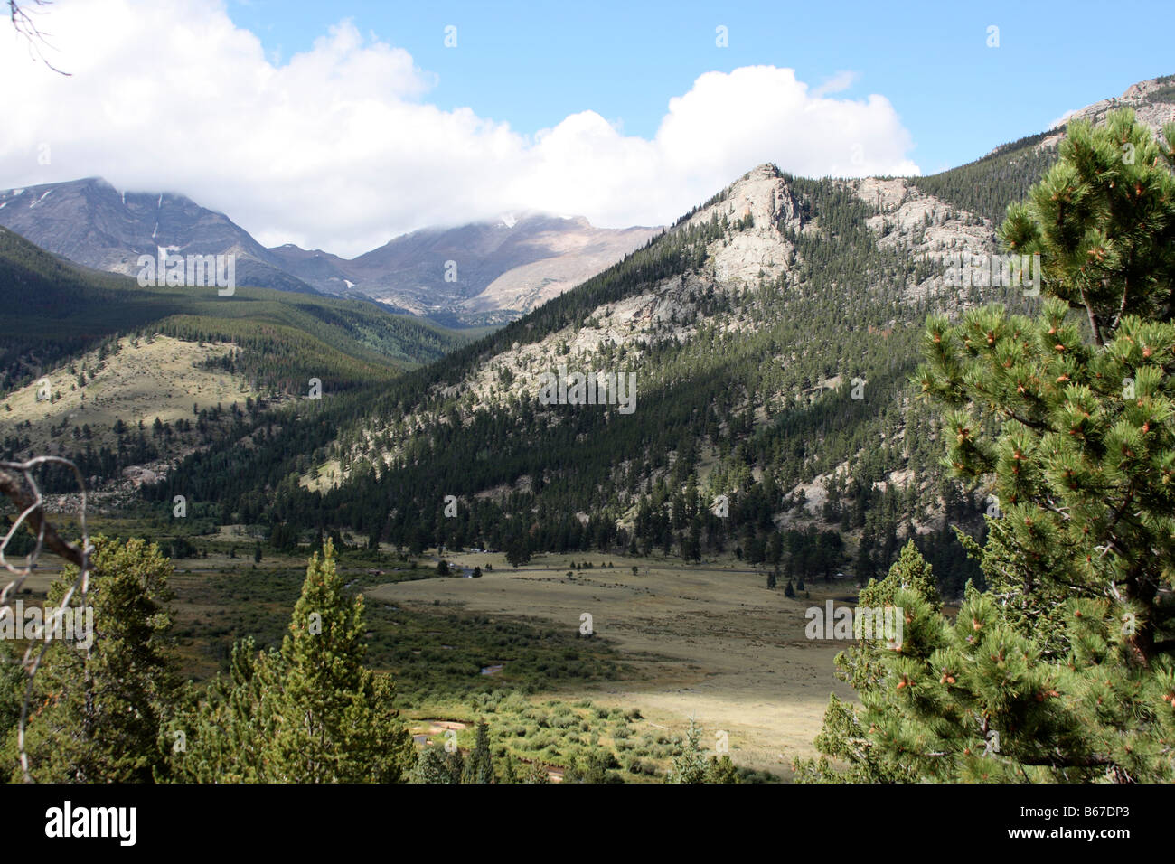 Engelmann spruce colorado hi-res stock photography and images - Alamy