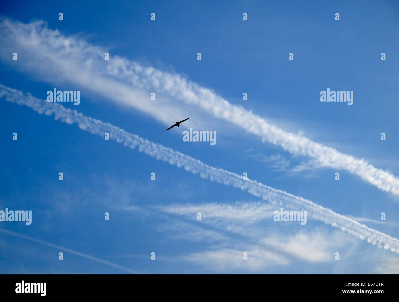 Bird parallel hi-res stock photography and images - Alamy