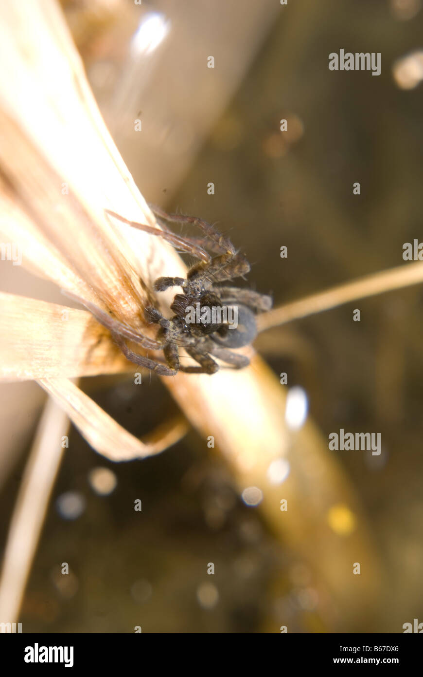 Wolf spider above water Stock Photo - Alamy