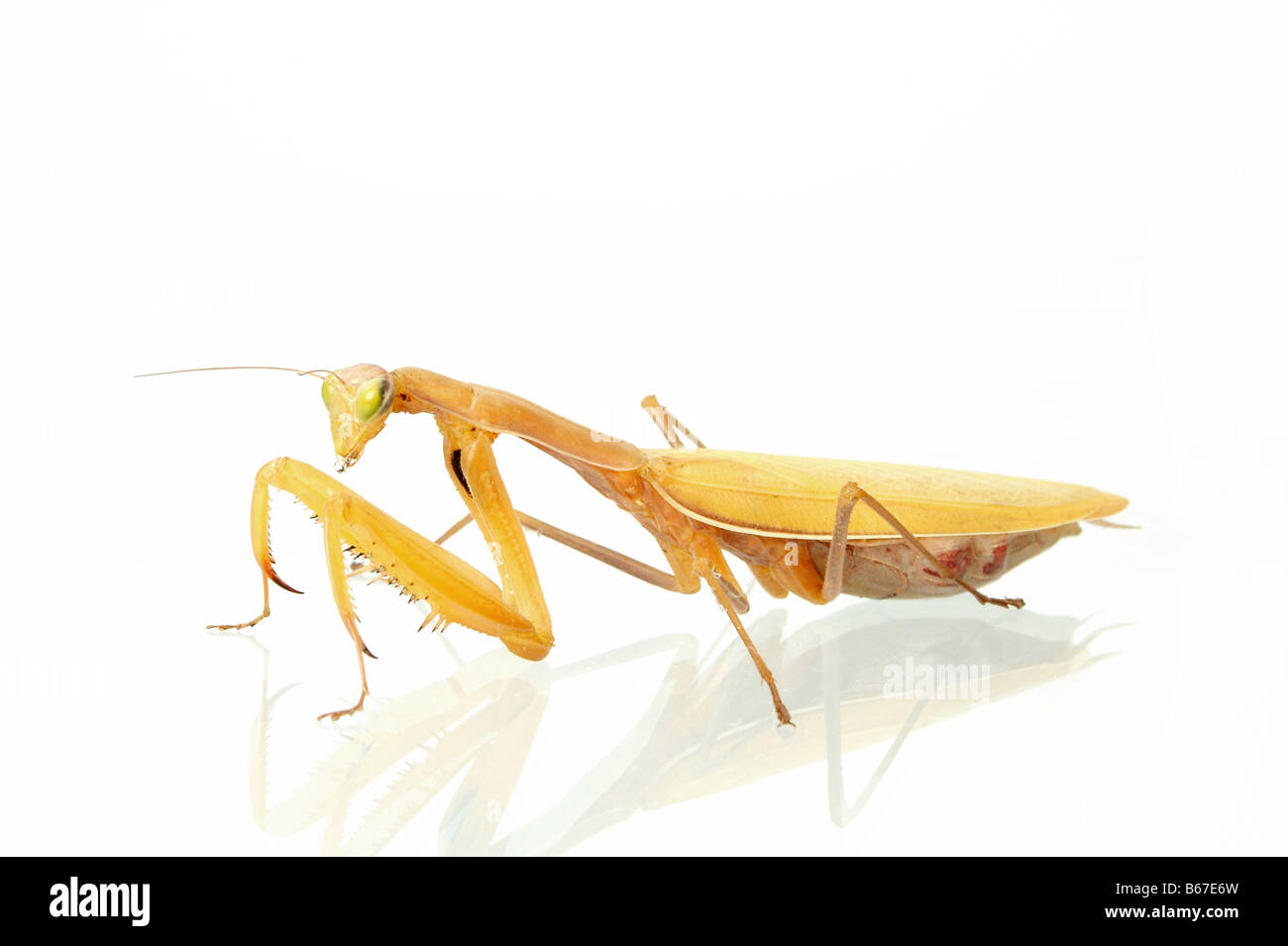 a mantes is a very sly predator Stock Photo - Alamy