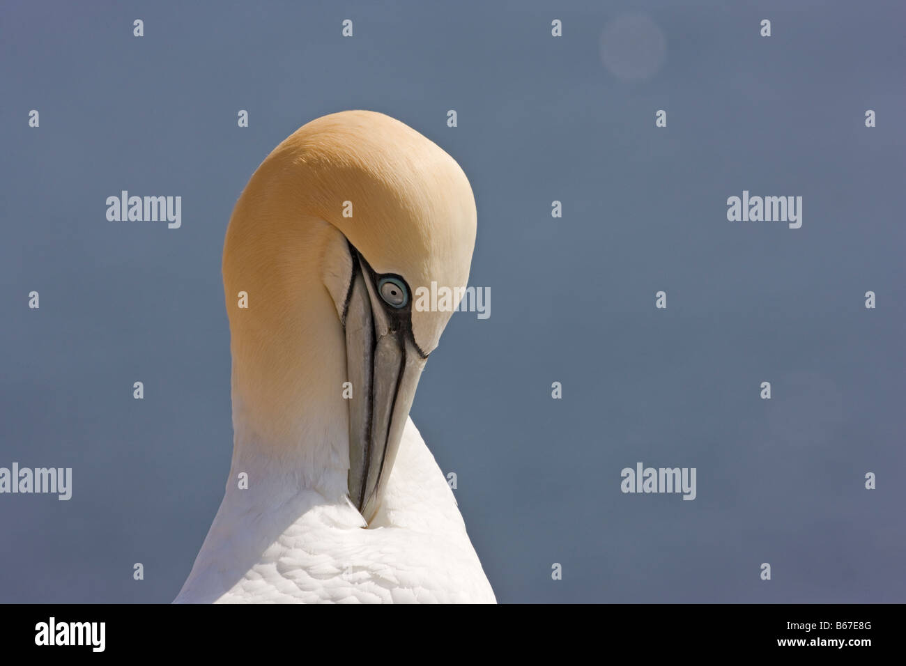 Preening gannet hi-res stock photography and images - Alamy