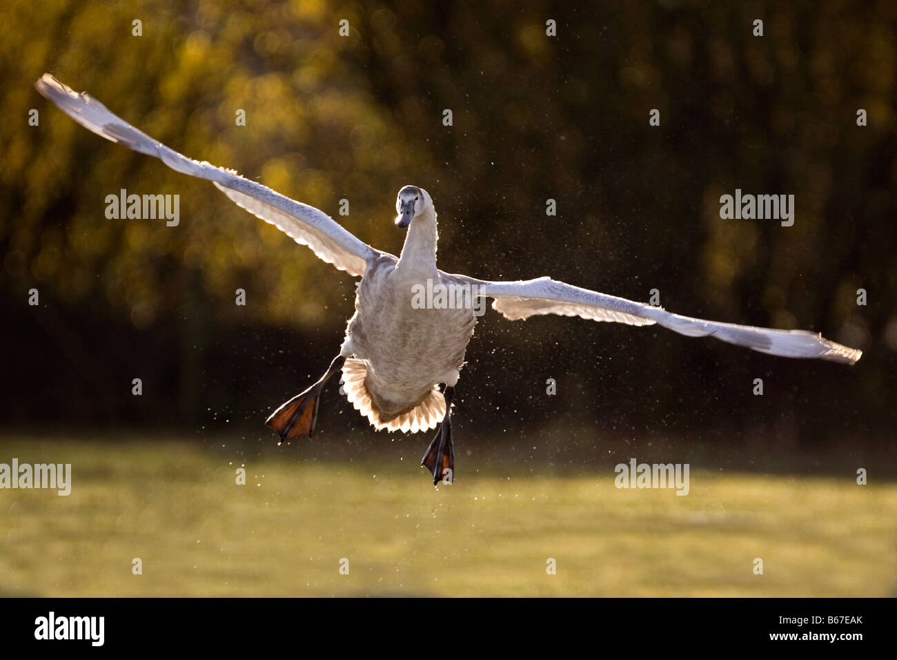 Mute landing hi-res stock photography and images - Alamy
