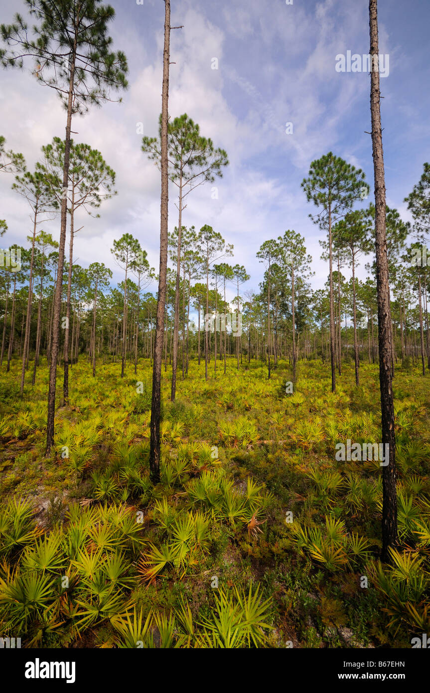 Flatwoods hi-res stock photography and images - Alamy