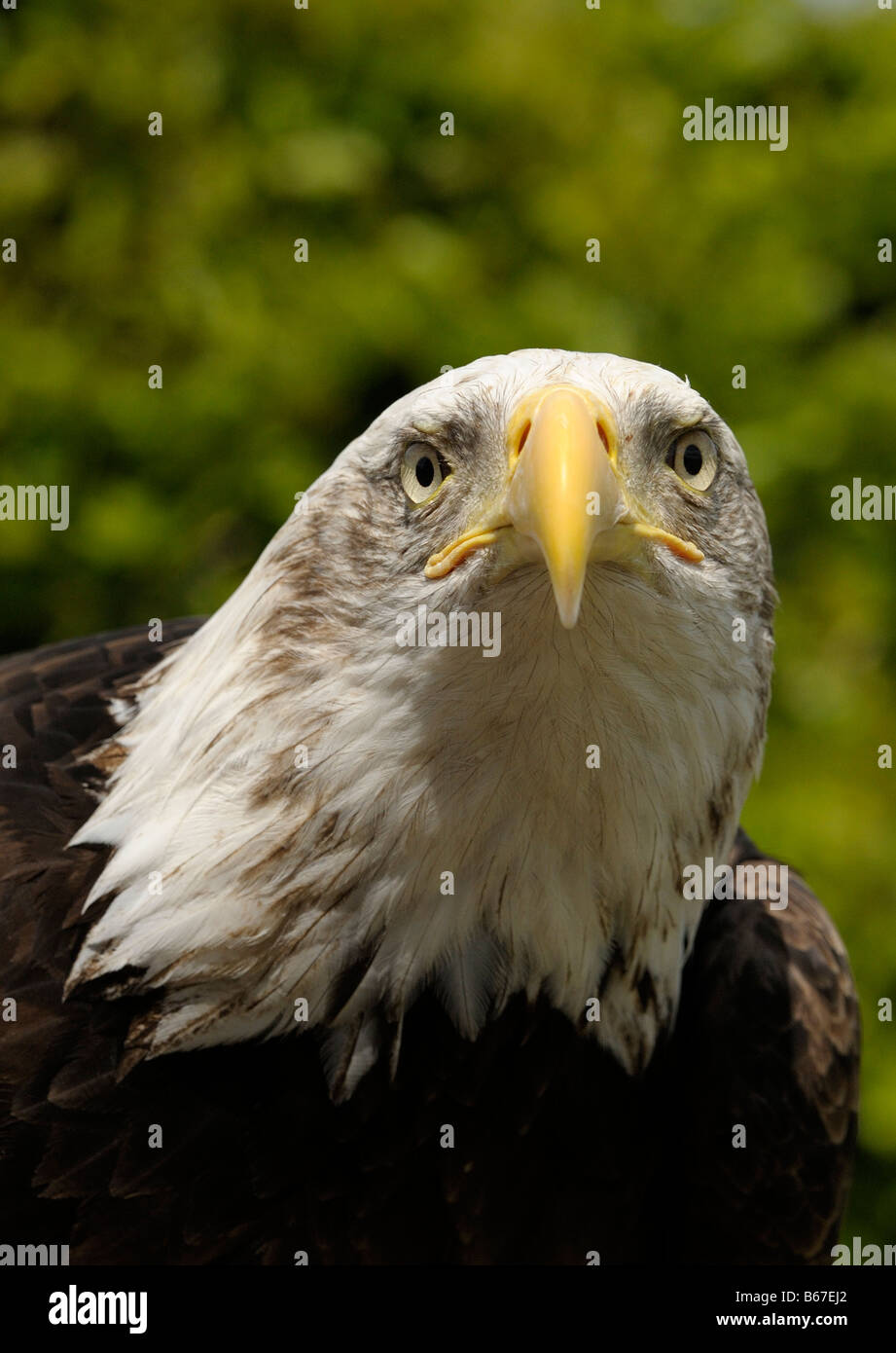 Bald Eagle Haliaeetus leucocephalus (Wild Bird) looking into the camera ...