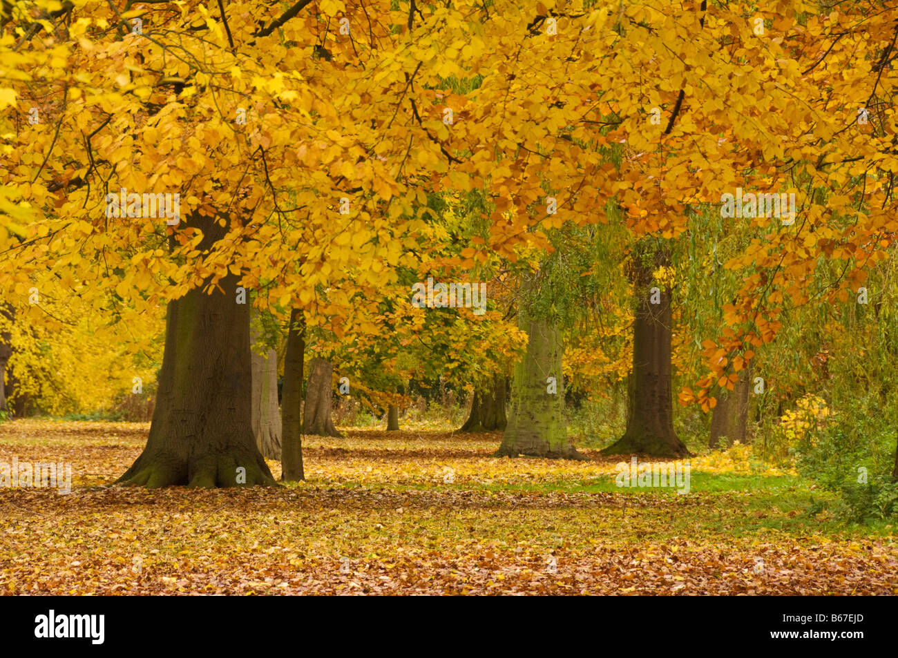 Autumn colours Highfields Park Nottingham University grounds ...